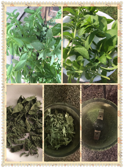 Drying Stevia | A Healthier Me...Homesteading Simple & Clean