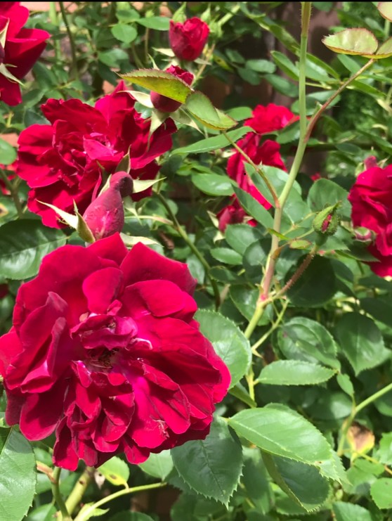 Breathing in Life | A Healthier Me...Homesteading Simple & Clean