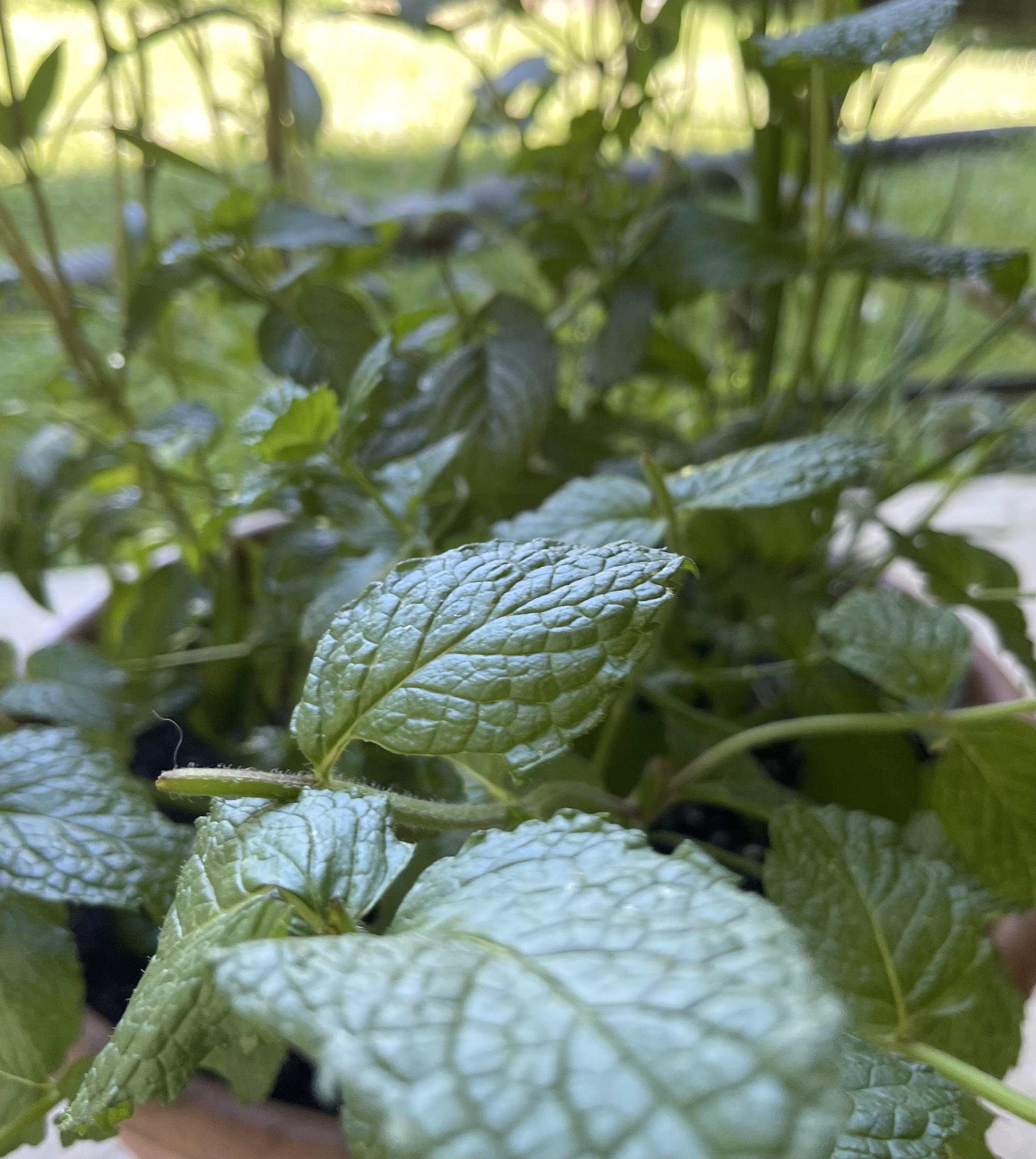 Harvesting Mint for Teas | A Healthier Me...Homesteading Simple & Clean