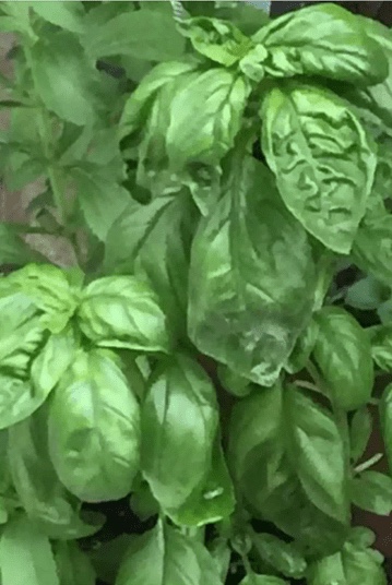 My Top Ten Herbs ( Part Two Basil) | A Healthier Me...Homesteading ...