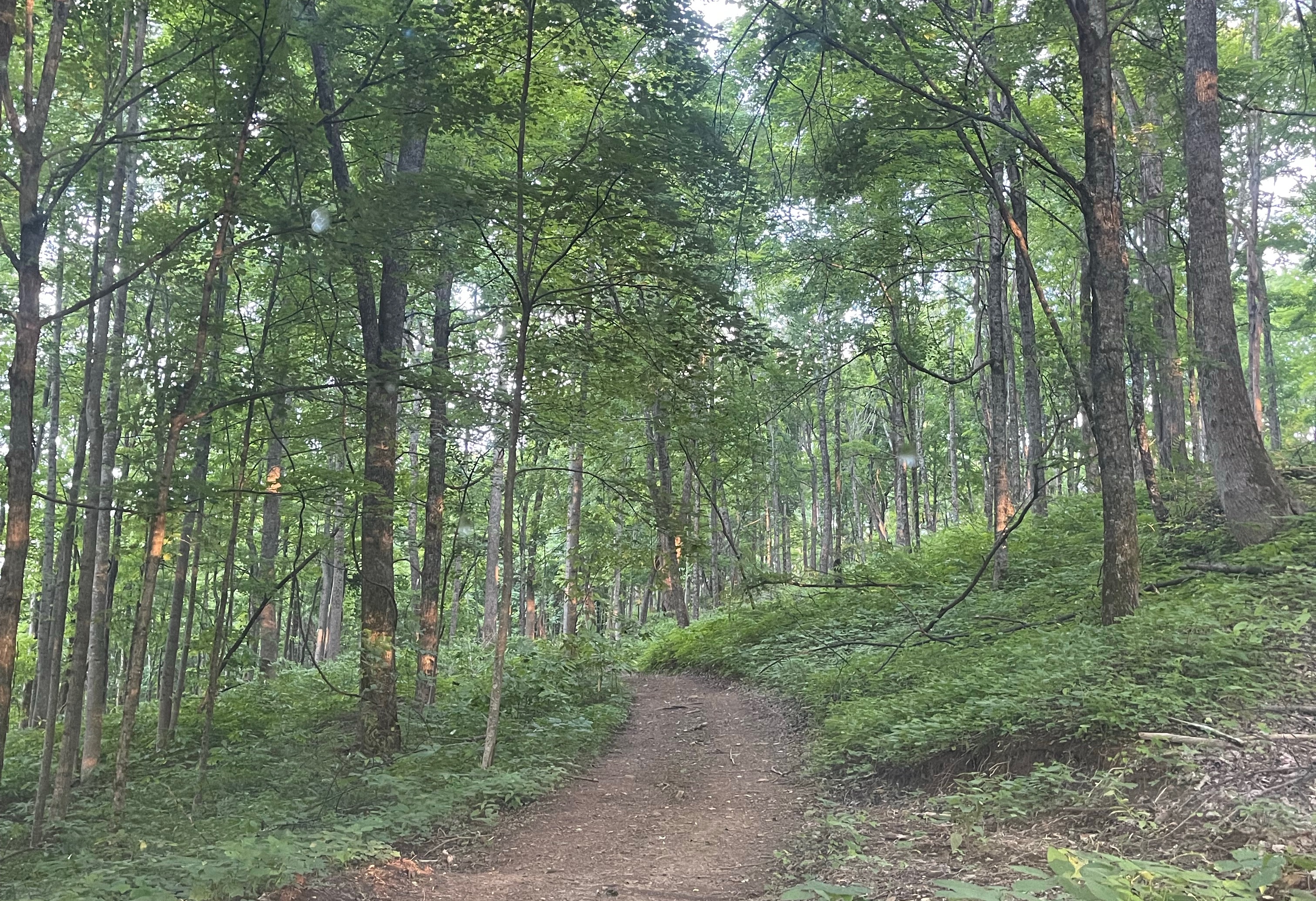 Time Worn Paths | A Healthier Me...Homesteading Simple & Clean