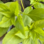 My Top Ten Herbs ( Part Two Basil) | A Healthier Me...Homesteading ...