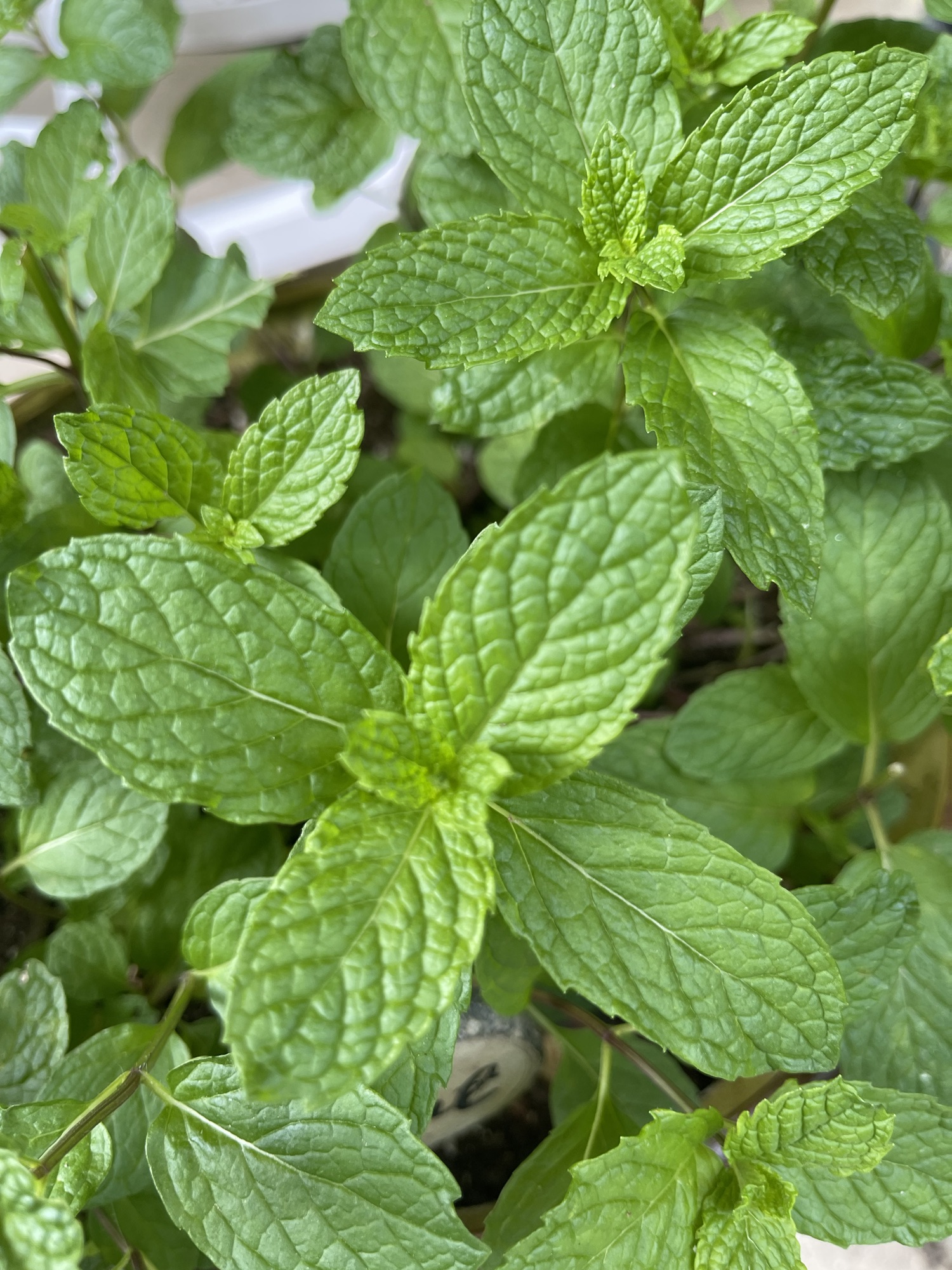 Homesteading in the Mountains | A Healthier Me...Homesteading Simple ...