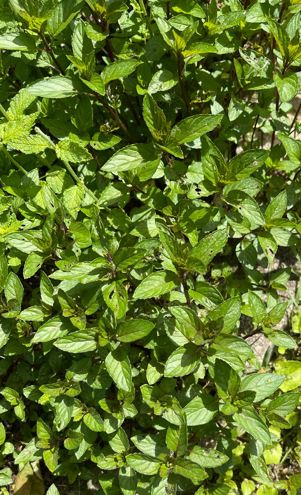 My Favorite Top Ten Herbs (Chocolate Mint part 3) | A Healthier Me ...