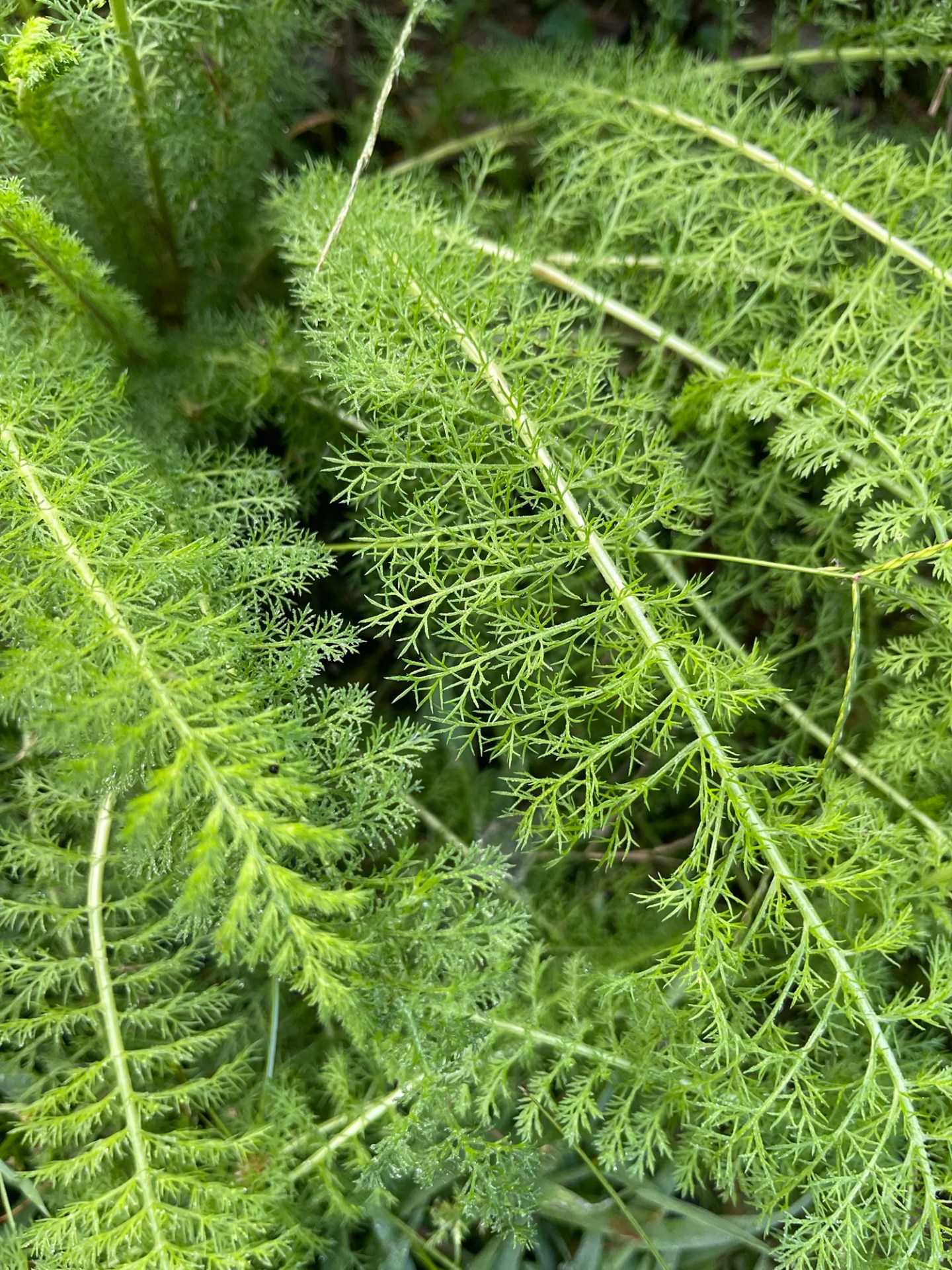 My Top Ten Favorite Herbs: (Part-Seven: Yarrow) | A Healthier Me ...