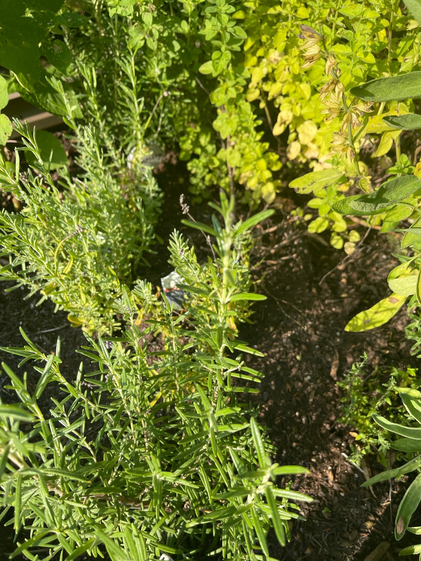 A walk in the Herb Garden | A Healthier Me...Homesteading Simple & Clean